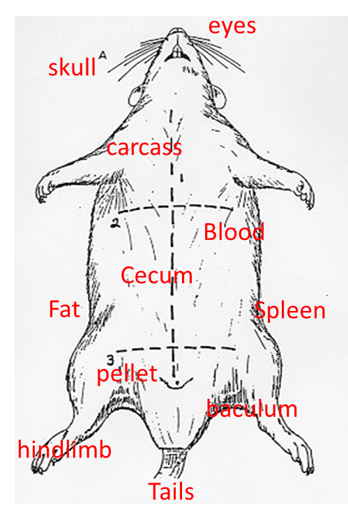 Parts of the Buffalo – Meyer Lab